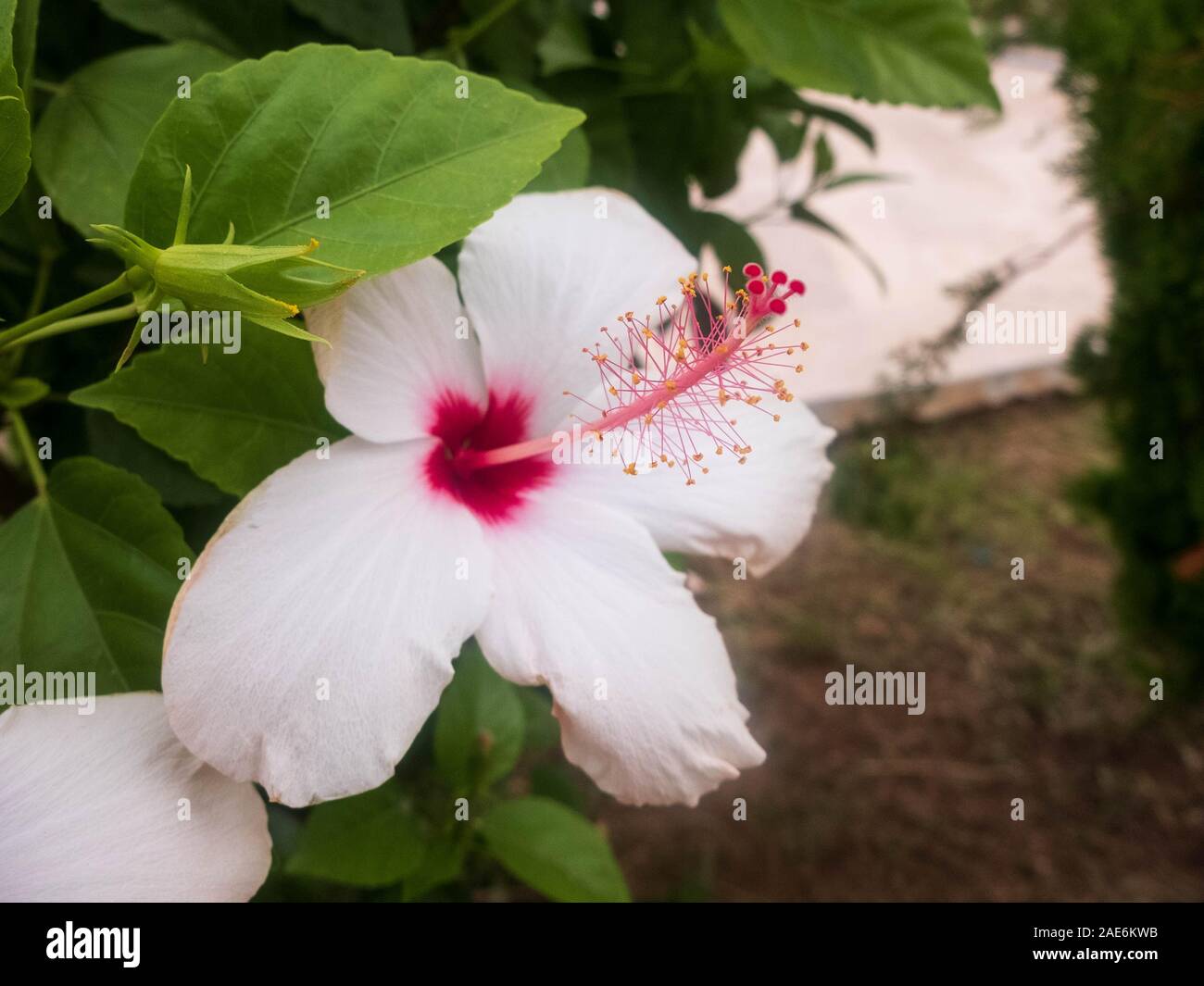 Big white flowers of hibiscus with pink stamen and pistil Stock Photo ...