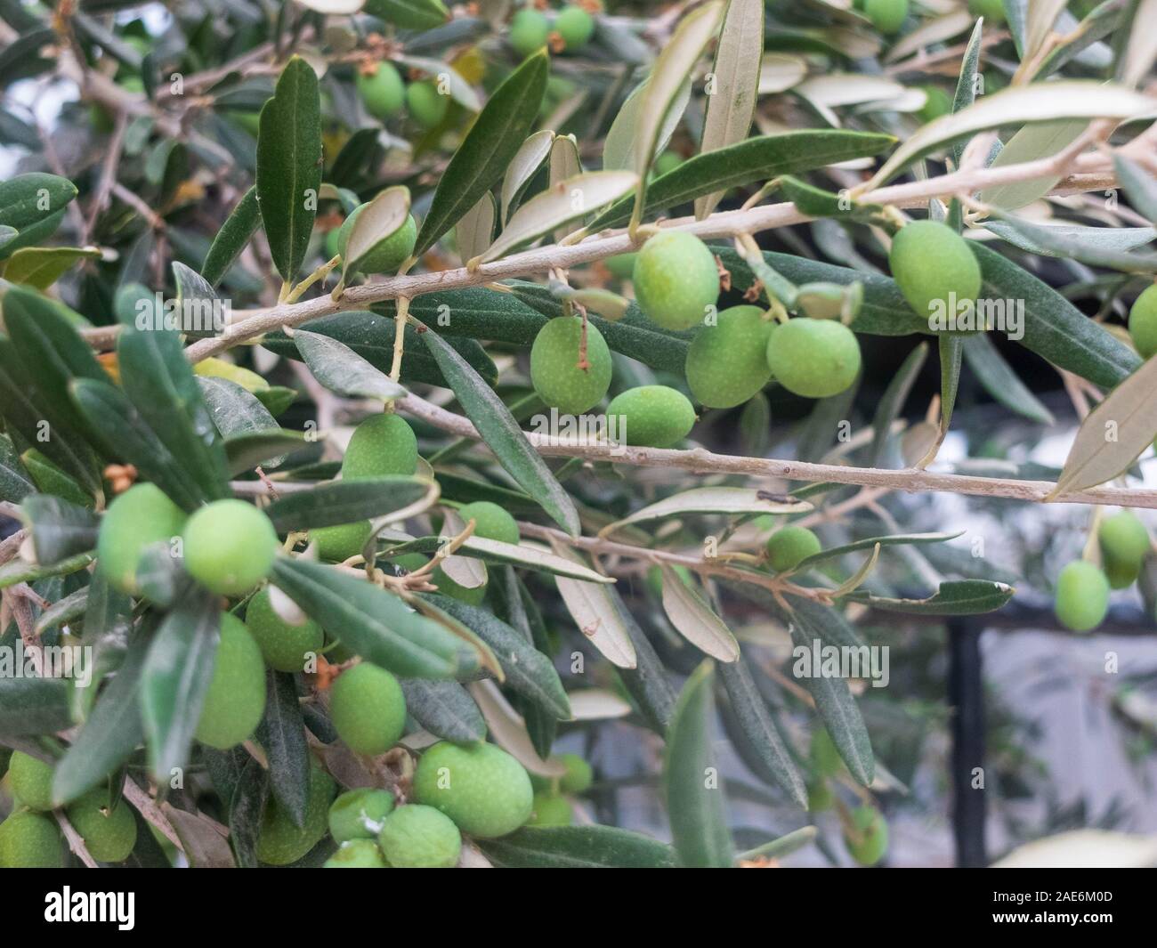 Green olive berries and leaves on the olive tree Stock Photo - Alamy