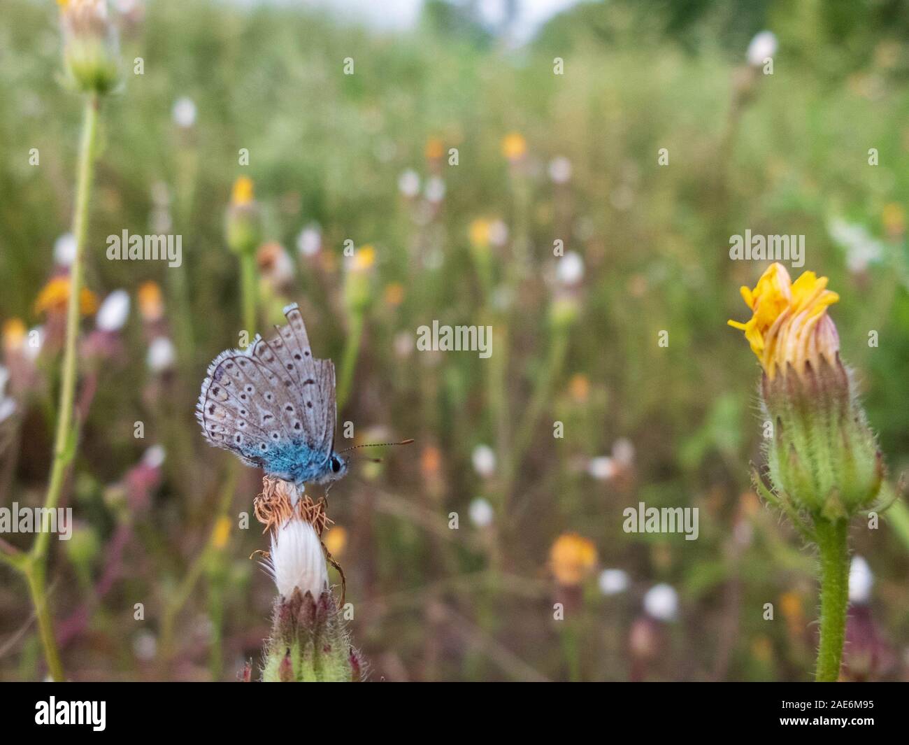 Little blue butterfly sitting on a wild-growing plant flower. Narrow ...