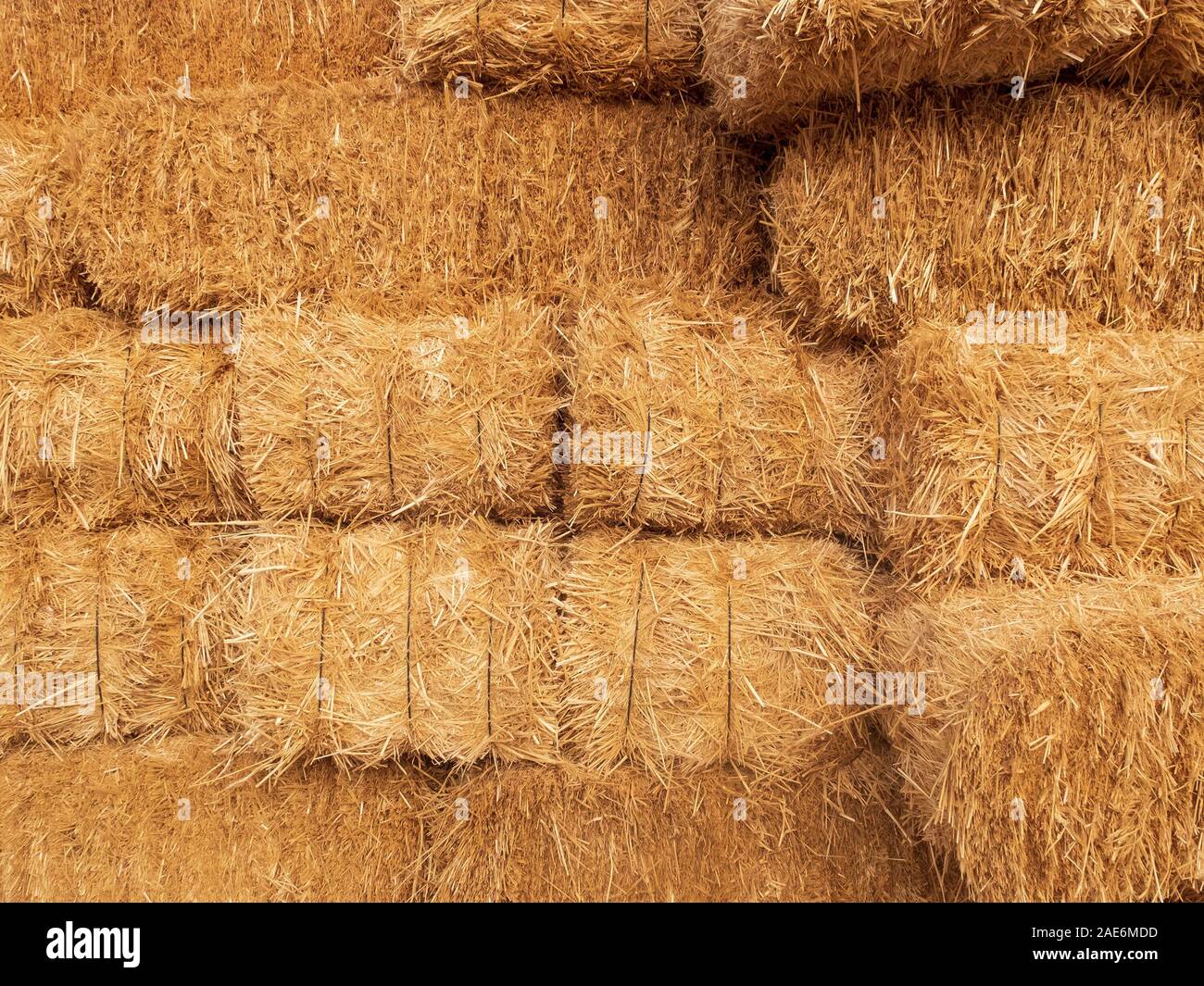 Stacks of dry straw. Piled straw haystacks. Natural dry straw texture ...