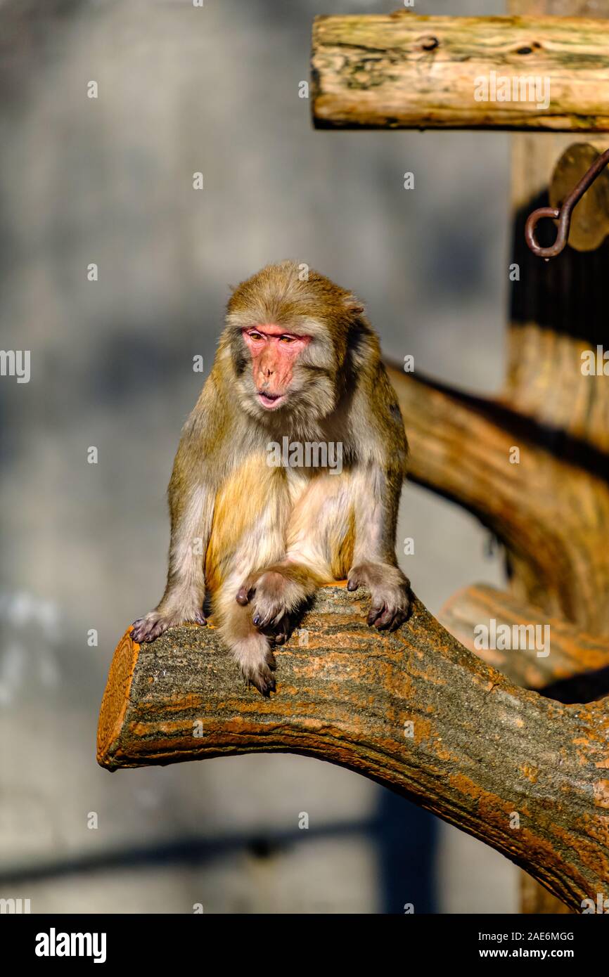 Monkey arm hi-res stock photography and images - Alamy