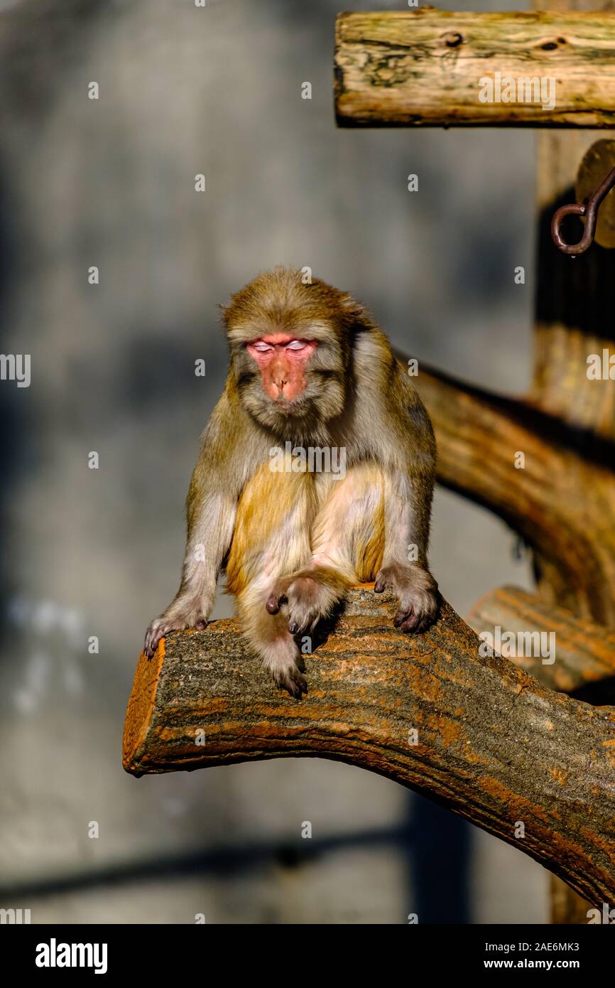 Monkey With Pink Face Stock Photos & Monkey With Pink Face Stock Images ...