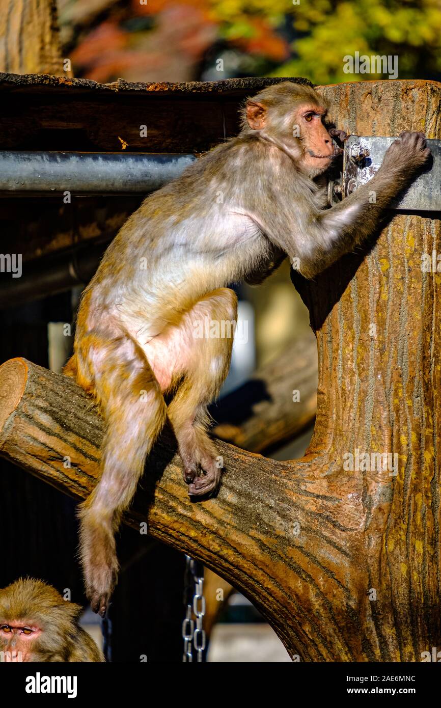 Monkey at the Zoo Stock Photo - Alamy