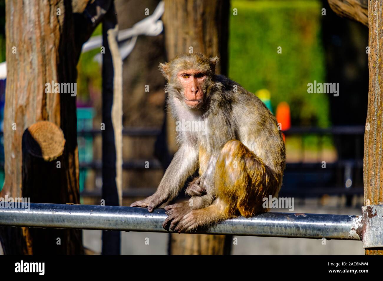 Monkey at the Zoo Stock Photo - Alamy