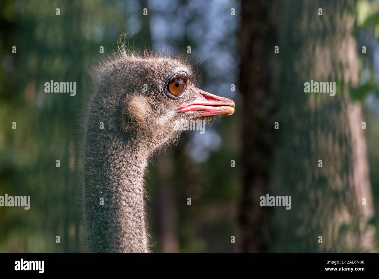 Ostridge hi-res stock photography and images - Alamy