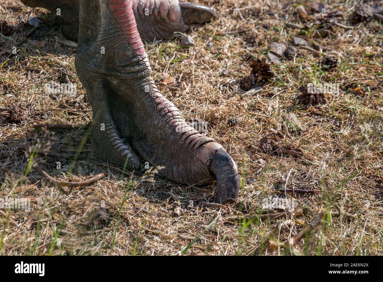 Ostridge hi-res stock photography and images - Alamy