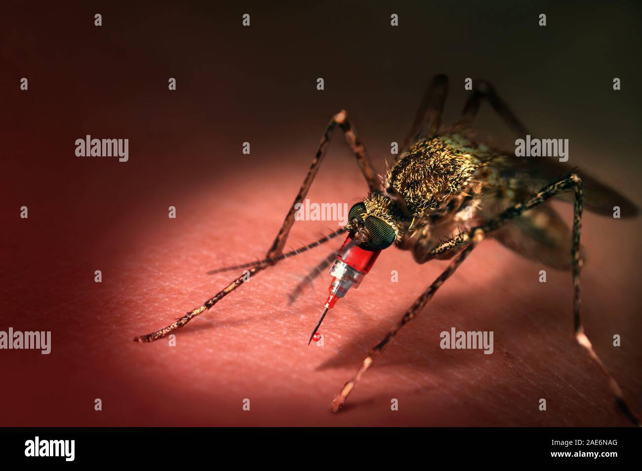 Mosquito with a syringe injection mouth drawing blood from a human skin ...