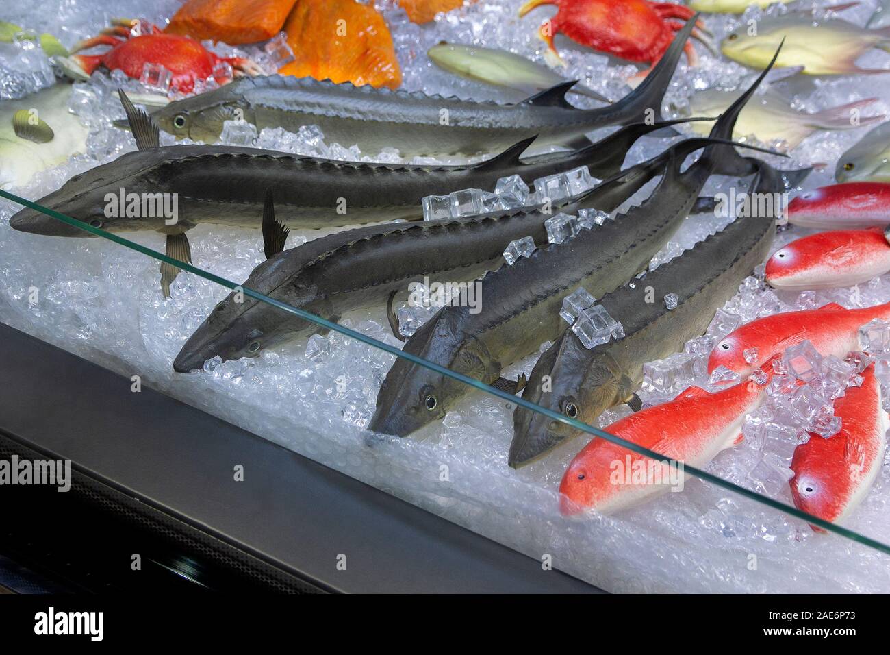 Sturgeon crude, crabs and other fish not cooked fish lying on ice on a ...