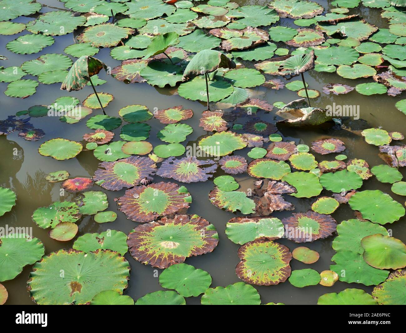 Famous lotus pond hi-res stock photography and images - Alamy