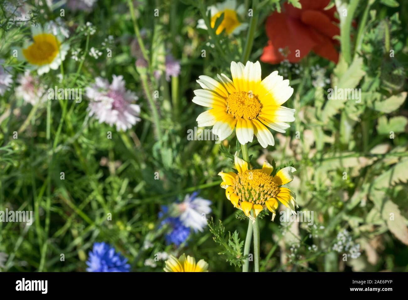 Colorful wildflowers hi-res stock photography and images - Alamy