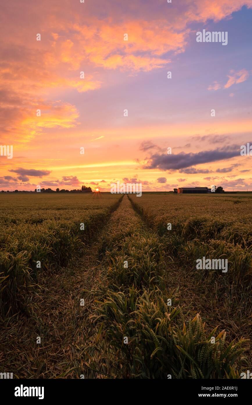 Wheatfield with path leading into the distance. Colorful evening sky ...