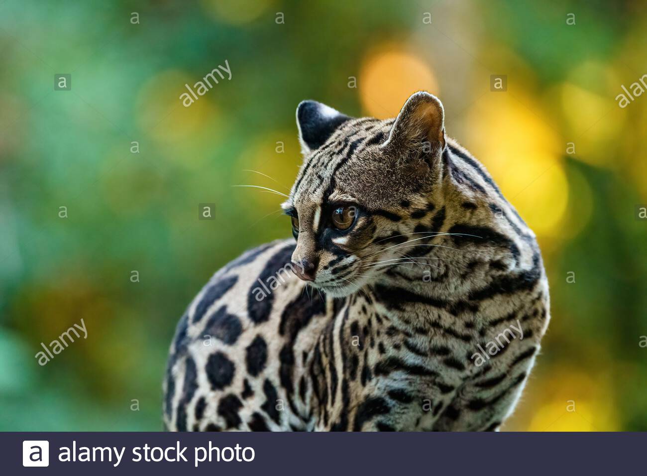 Margay Cat High Resolution Stock Photography and Images - Alamy