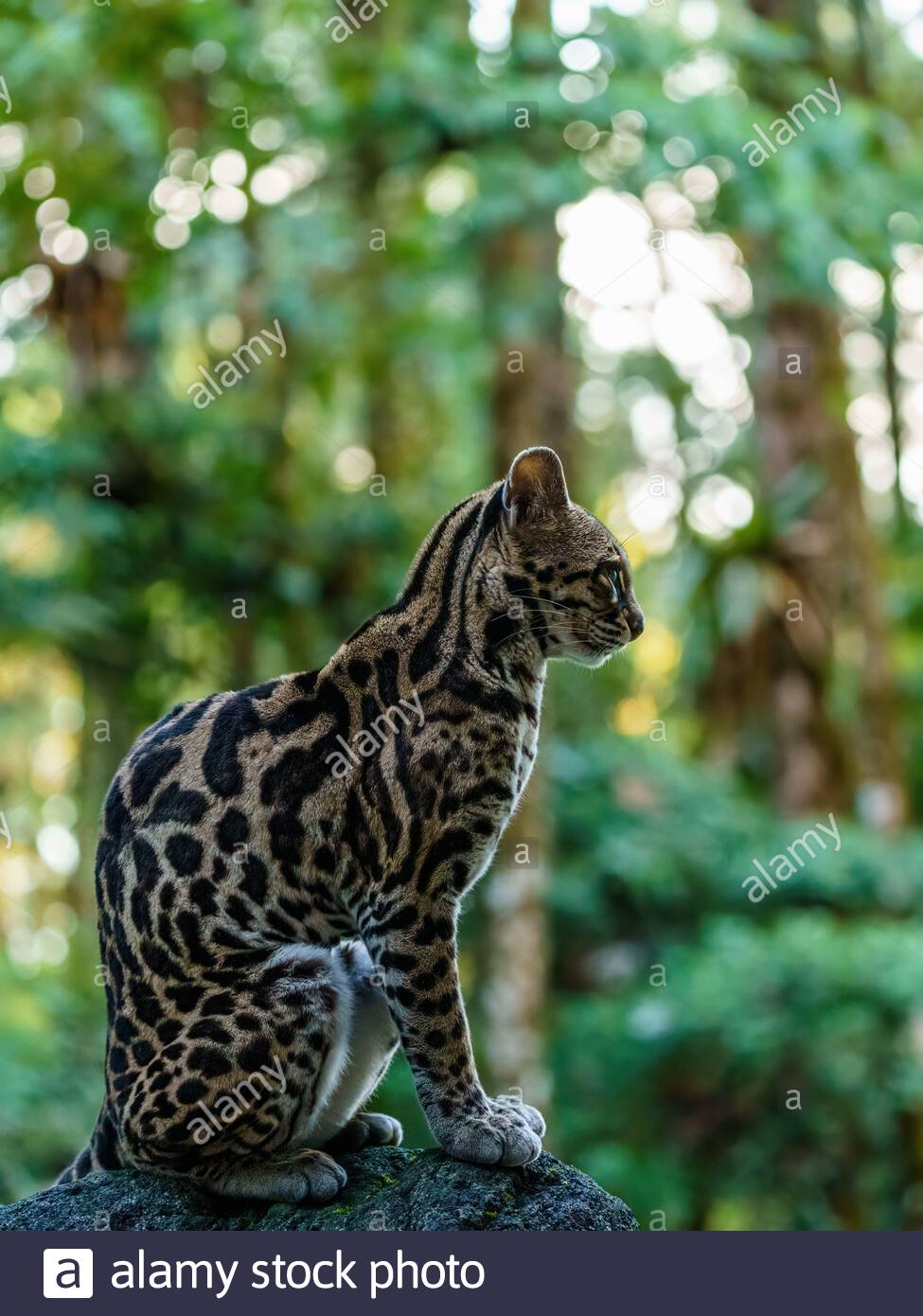 Margay Cat High Resolution Stock Photography and Images - Alamy