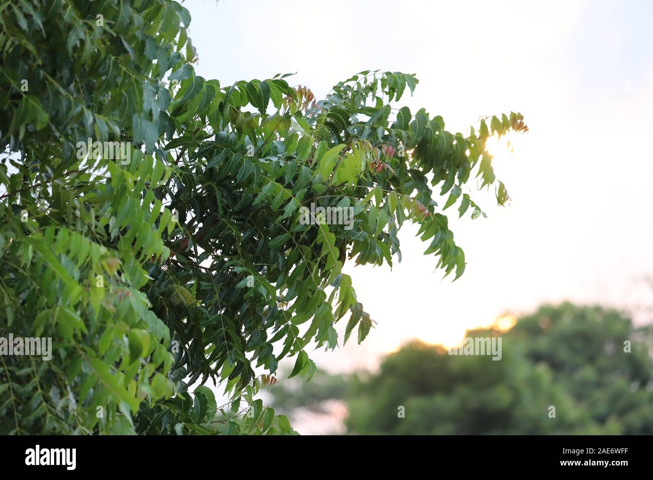 New top leaf of neem plant. Azadirachta indica -A branch of neem tree ...