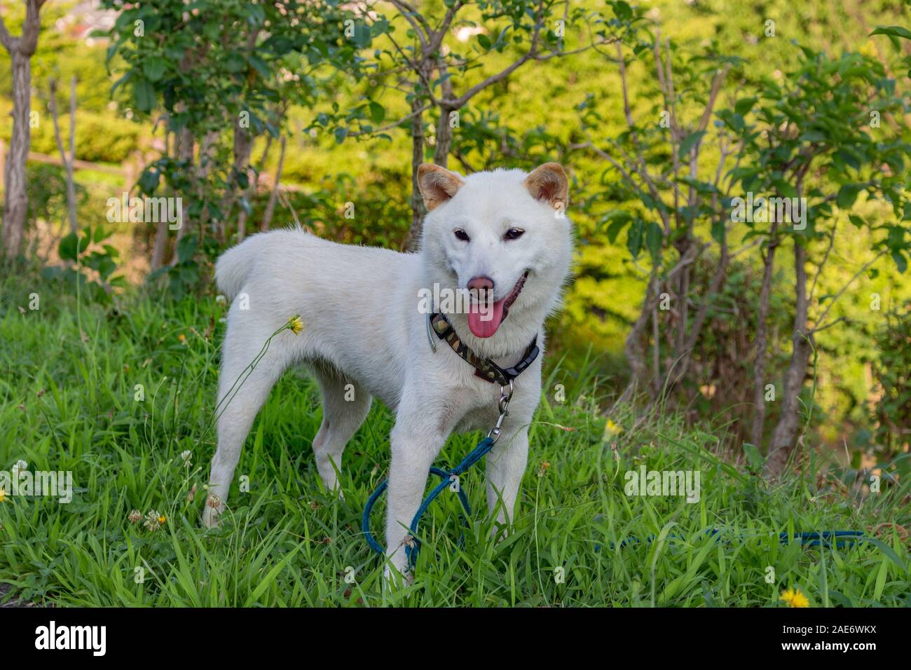Shiba inu puppy dog, standing in early morning summer sun, at Daijouji ...