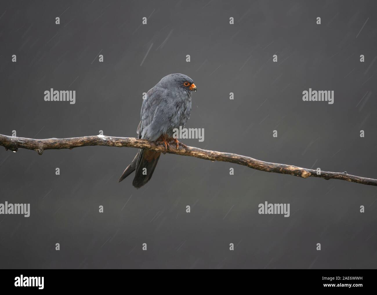 Red footed falcon (Falco vesperetinus), male sitting on a branch in the ...