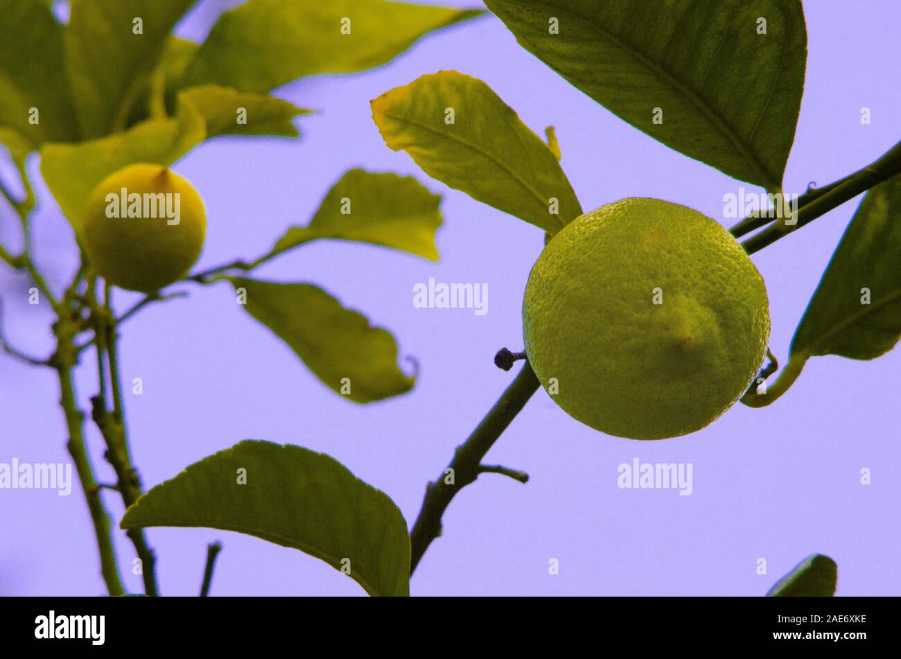 lemon on tree sky background Stock Photo - Alamy
