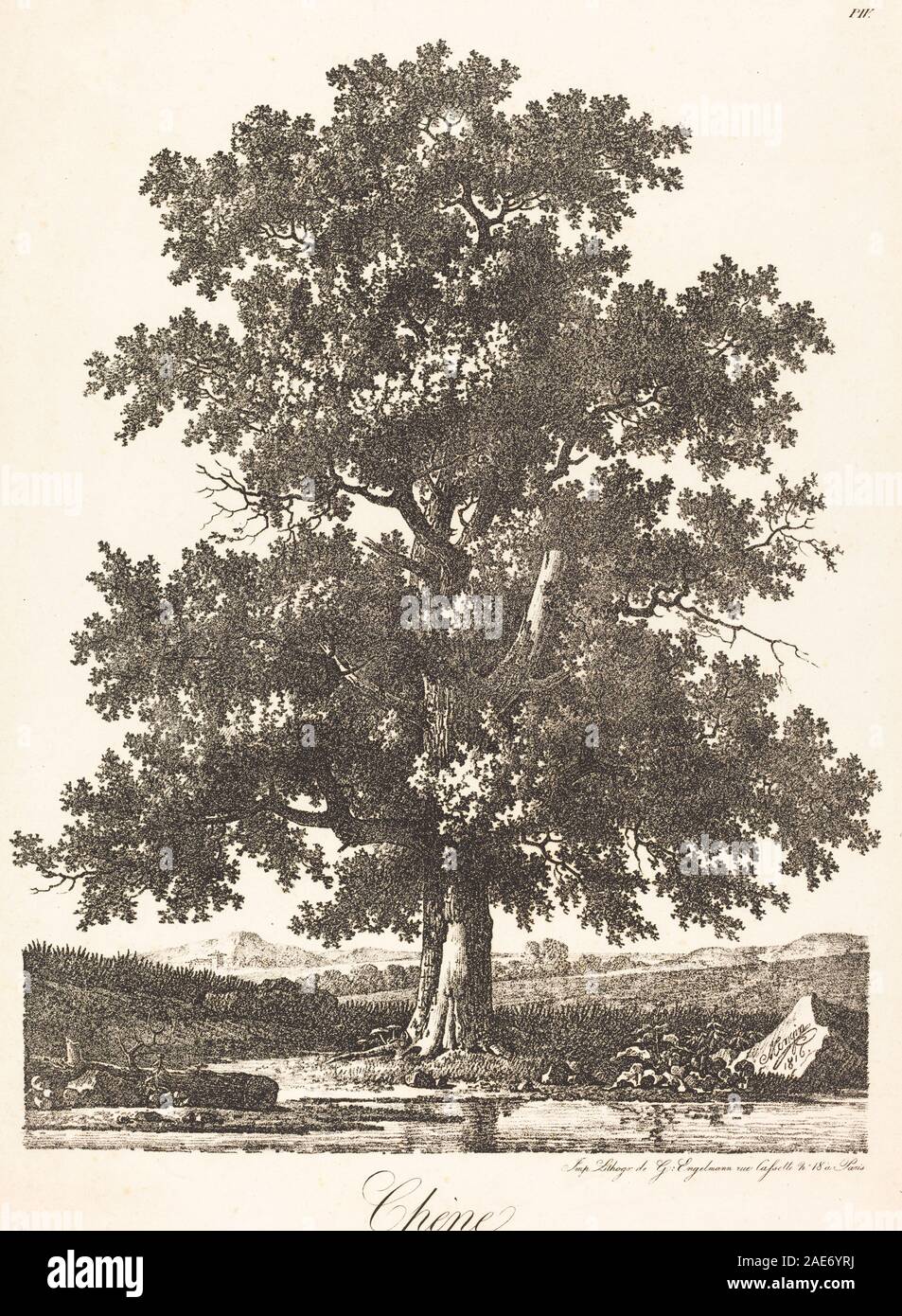 An engraving of an oak tree (Quercus) by Antoine-Pierre Mongin from ...