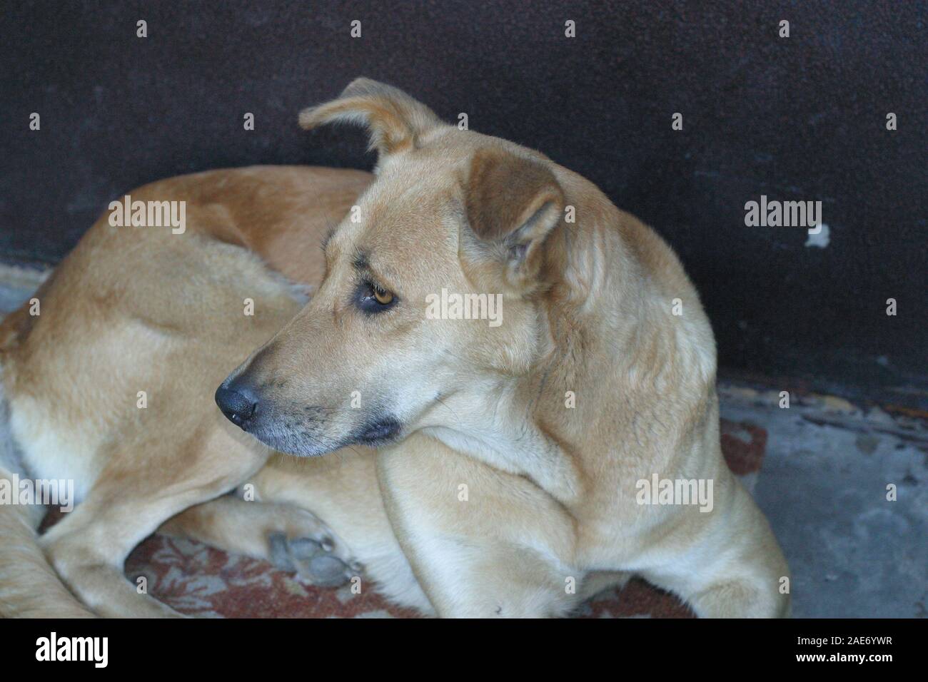 A big yellow dog lying on the ground Stock Photo - Alamy