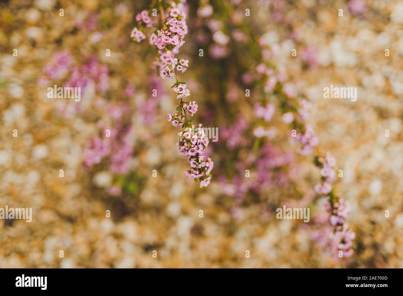 native Australian tea tree in bloom with pink flowers shot at shallow ...