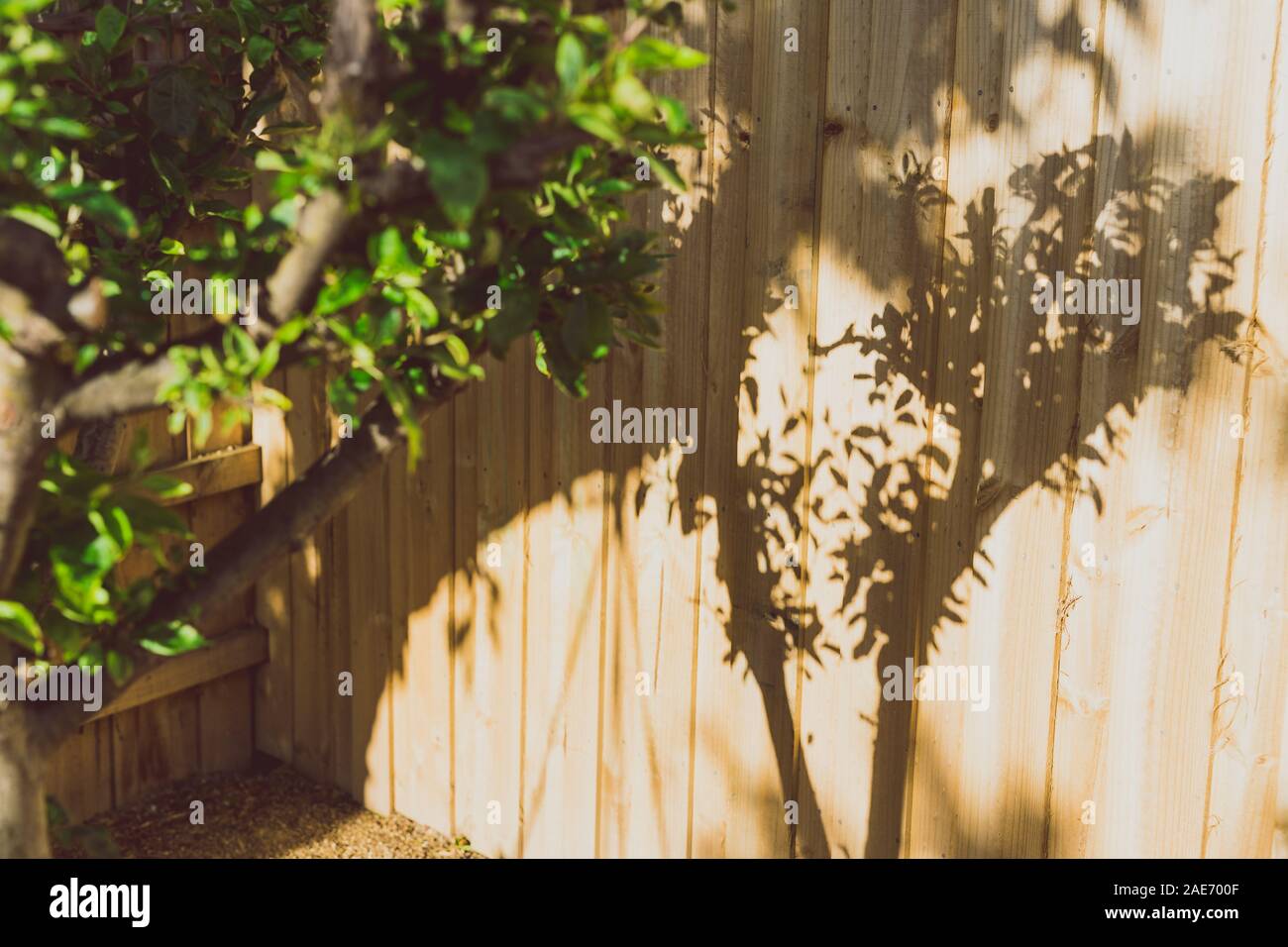 apple tree shadow on wooden fence shot under natural light with harsh ...