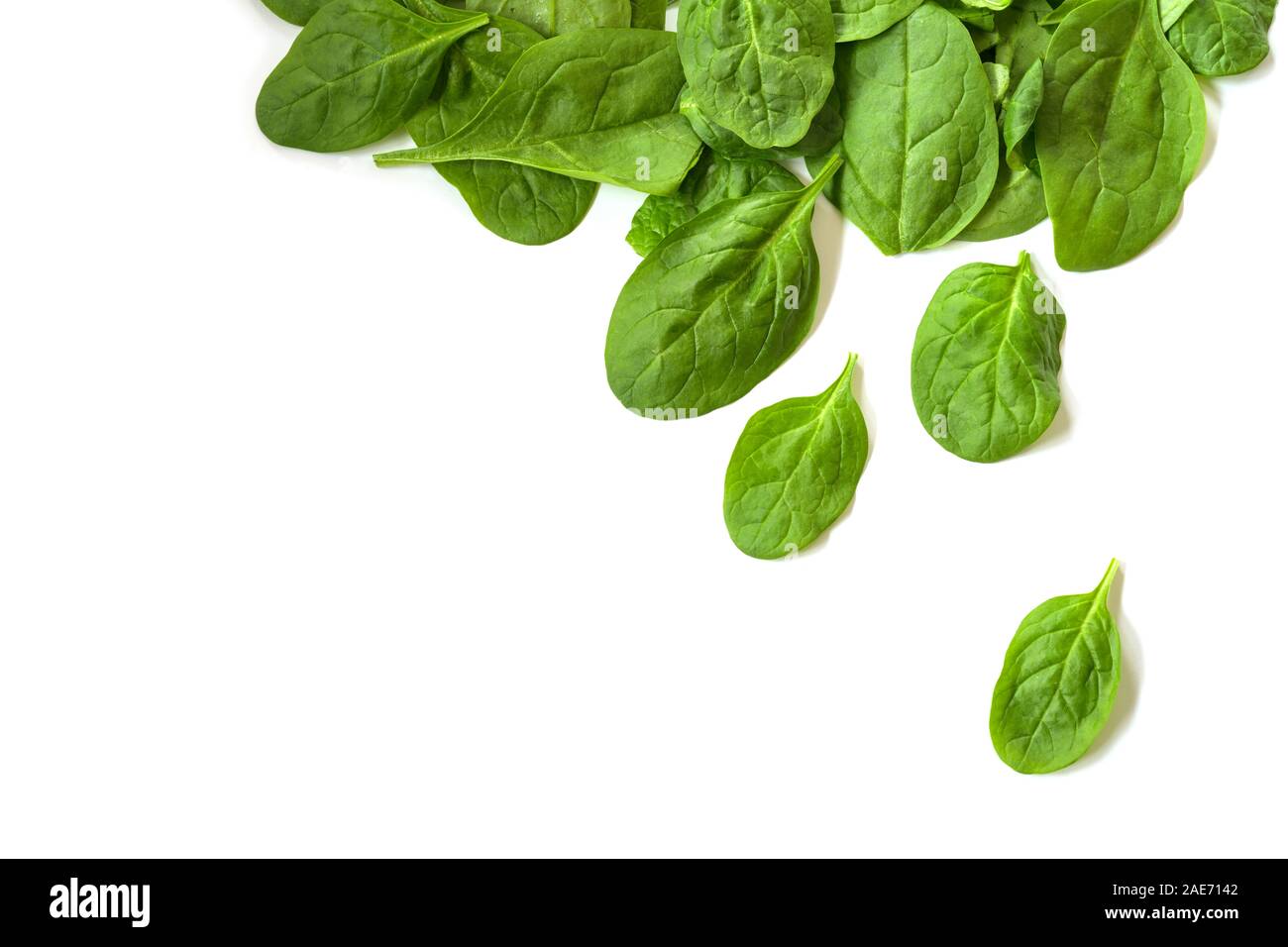 fresh organic spinach leaves as a corner background with copy space ...