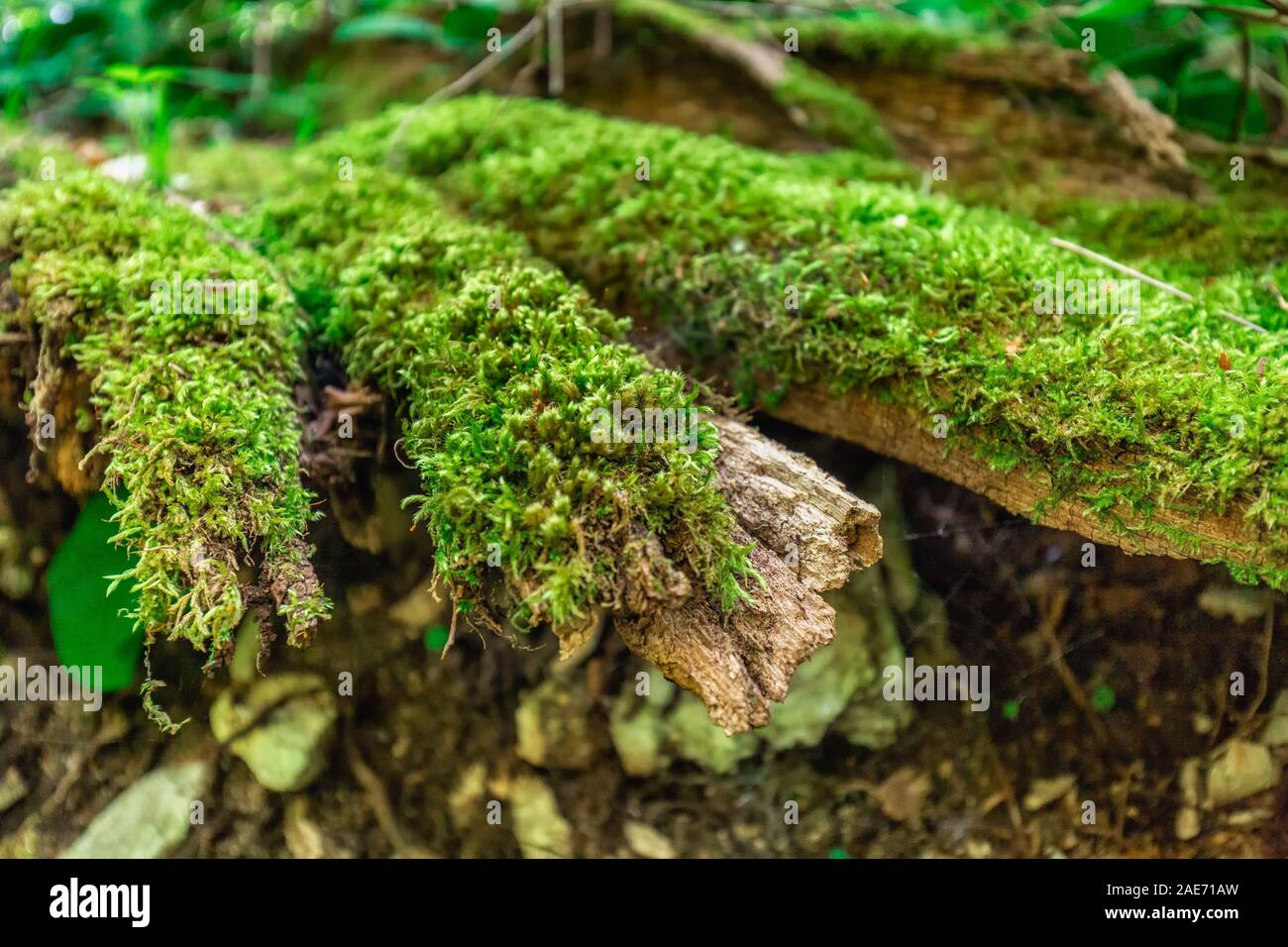 Beautiful green moss on the roots, moss closeup, macro. Beautiful ...
