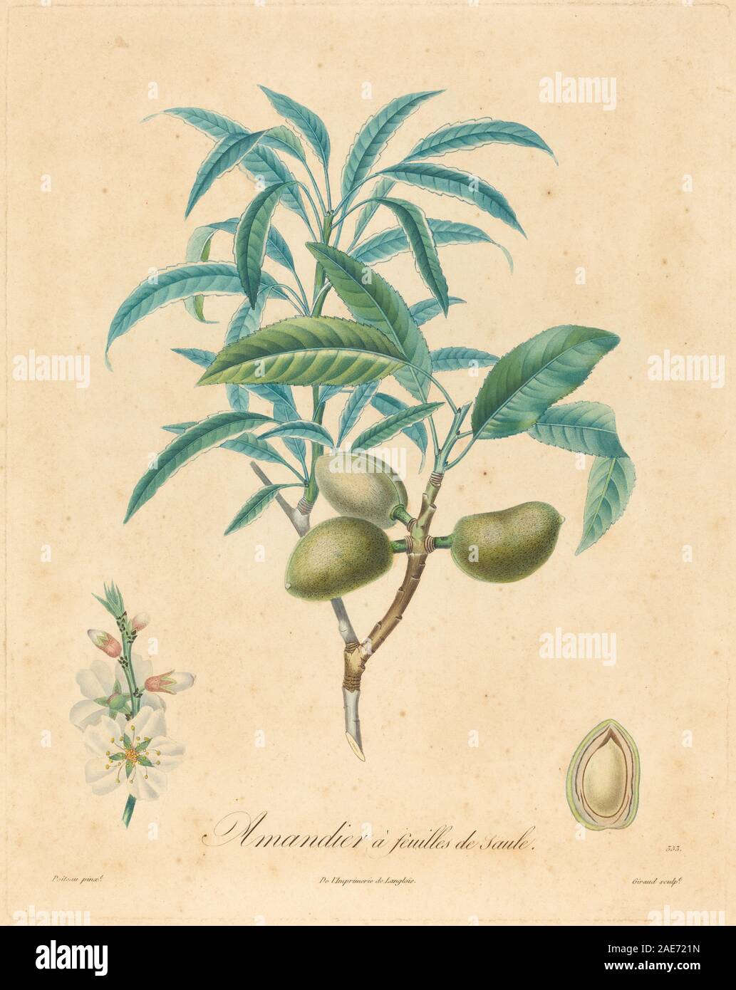 Botanical illustration of an almond tree with willow-shaped leaves by Poiteau, showing detailed ...