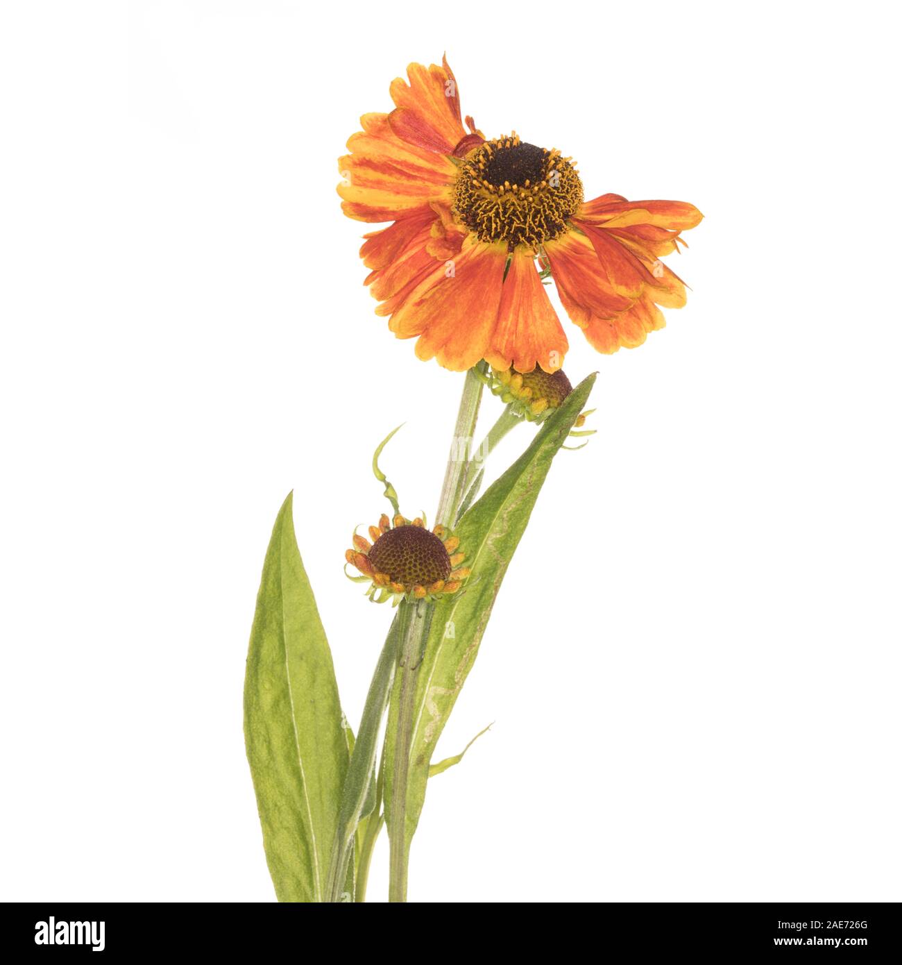 Helenium plants Cut Out Stock Images & Pictures - Alamy
