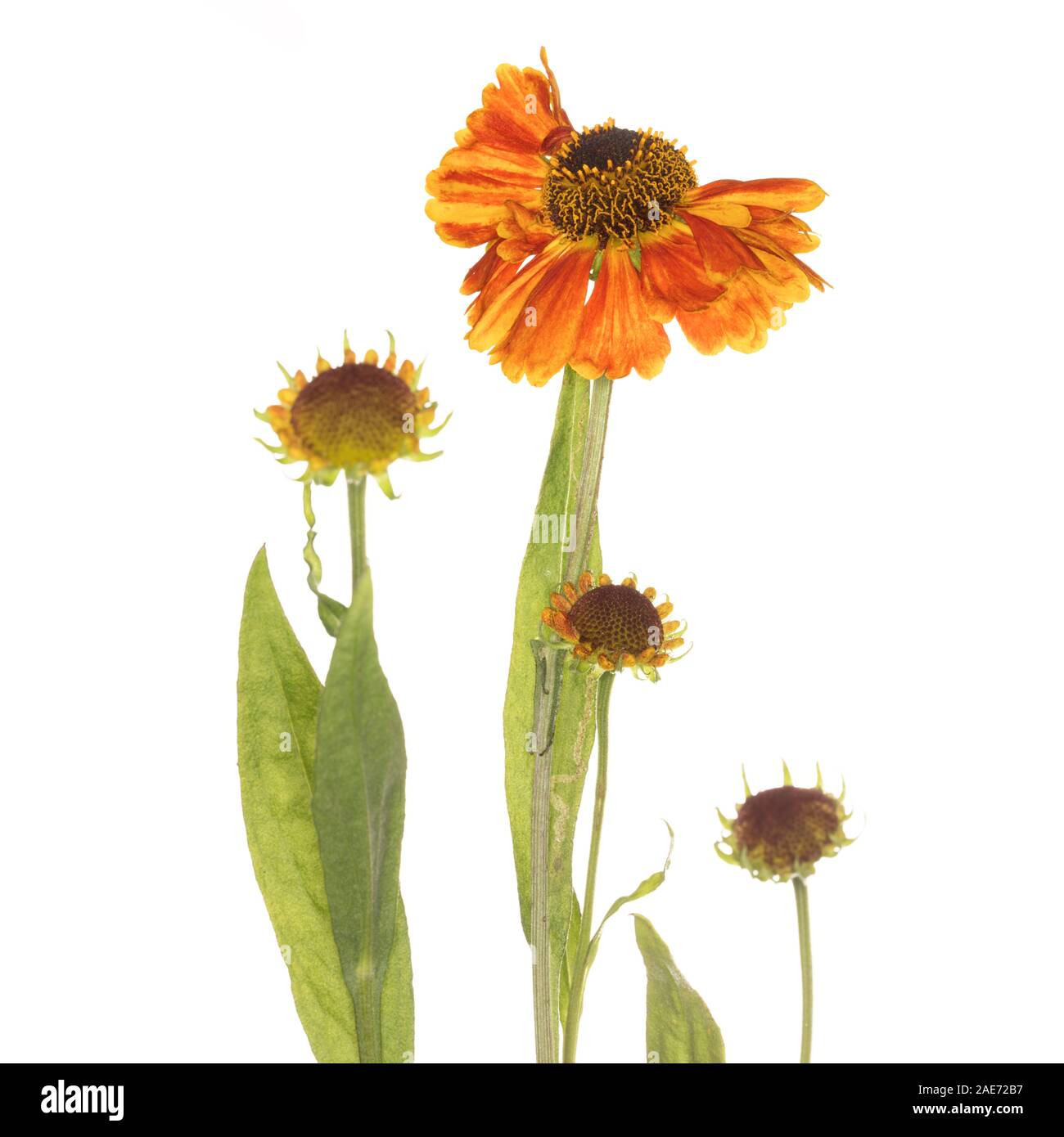 Helenium Mardi Gras (Helen's Flower) isolated on a white background ...