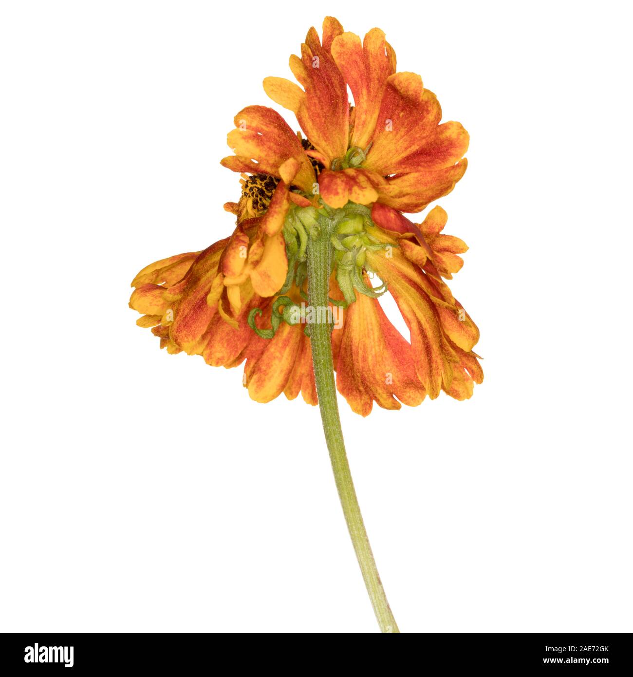 Helenium Mardi Gras (Helen's Flower) isolated on a white background ...