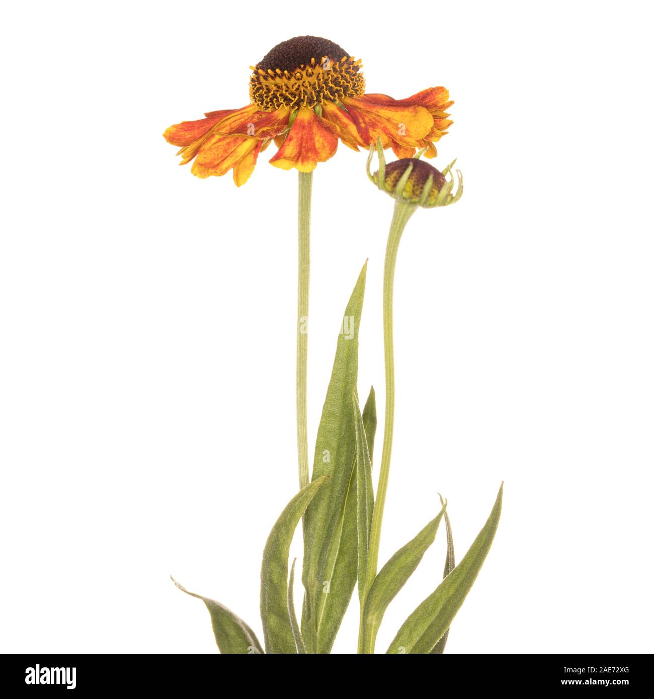 Helenium Mardi Gras (Helen's Flower) isolated on a white background ...