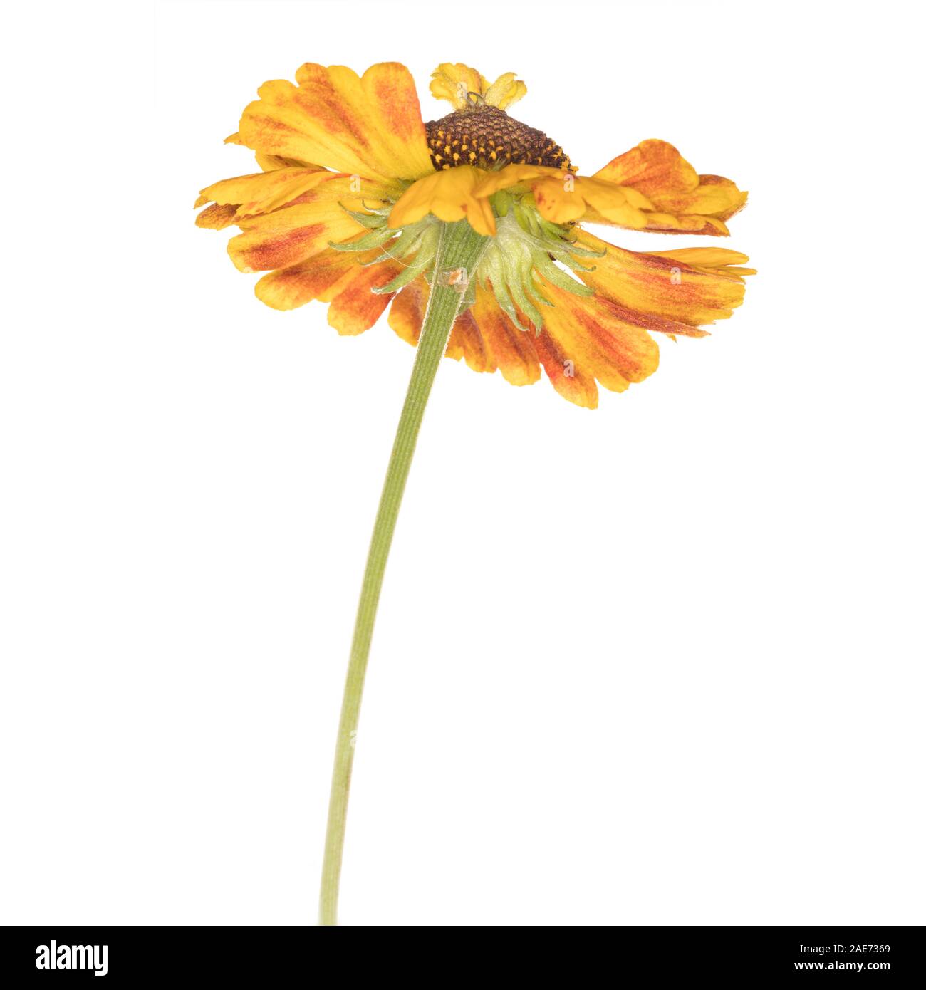 Helens Flower Stock Photos & Helens Flower Stock Images - Alamy