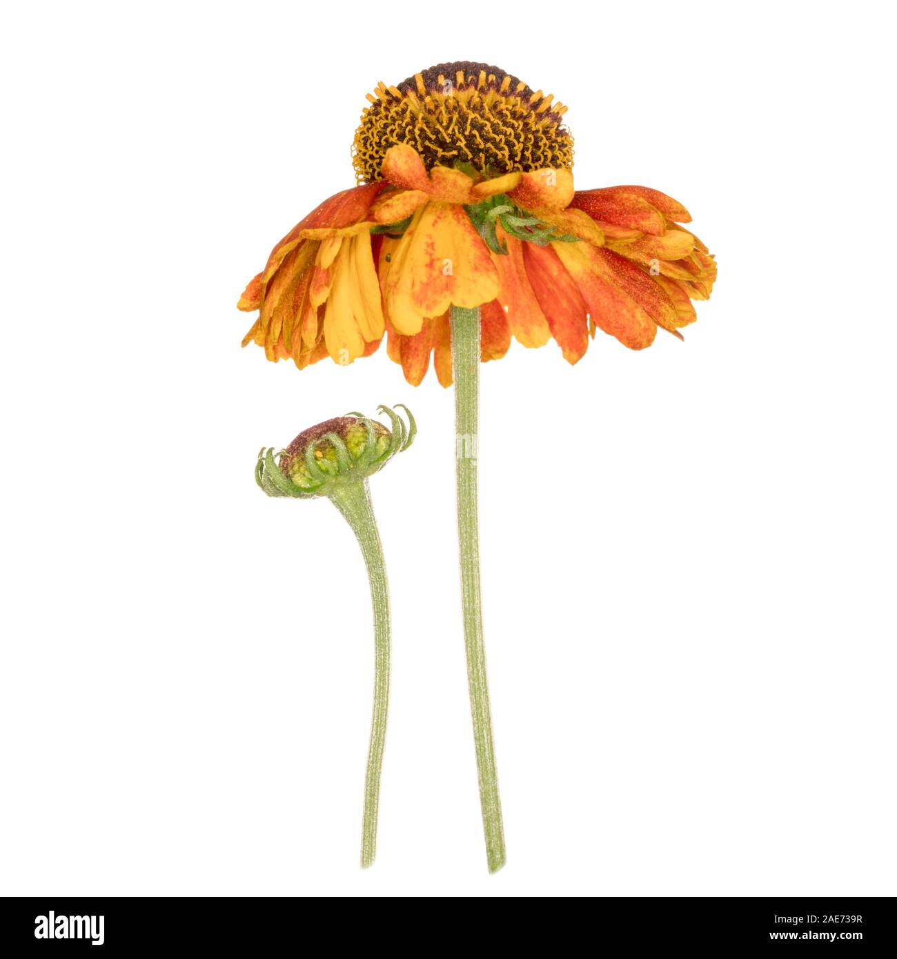 Helenium Mardi Gras (Helen's Flower) isolated on a white background ...