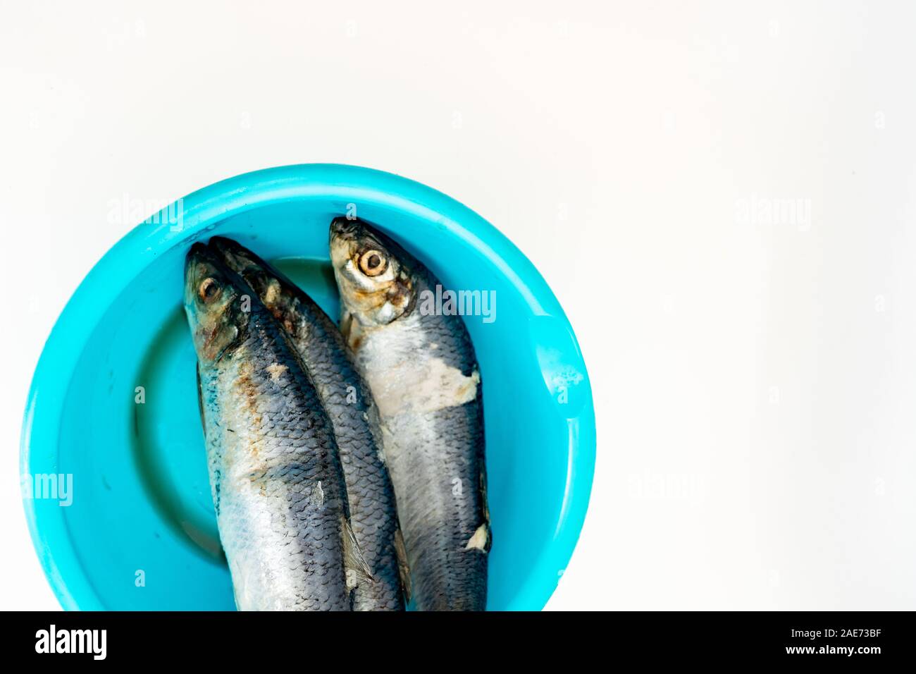 Raw defrosted fish in a blue basin on a white background Stock Photo ...