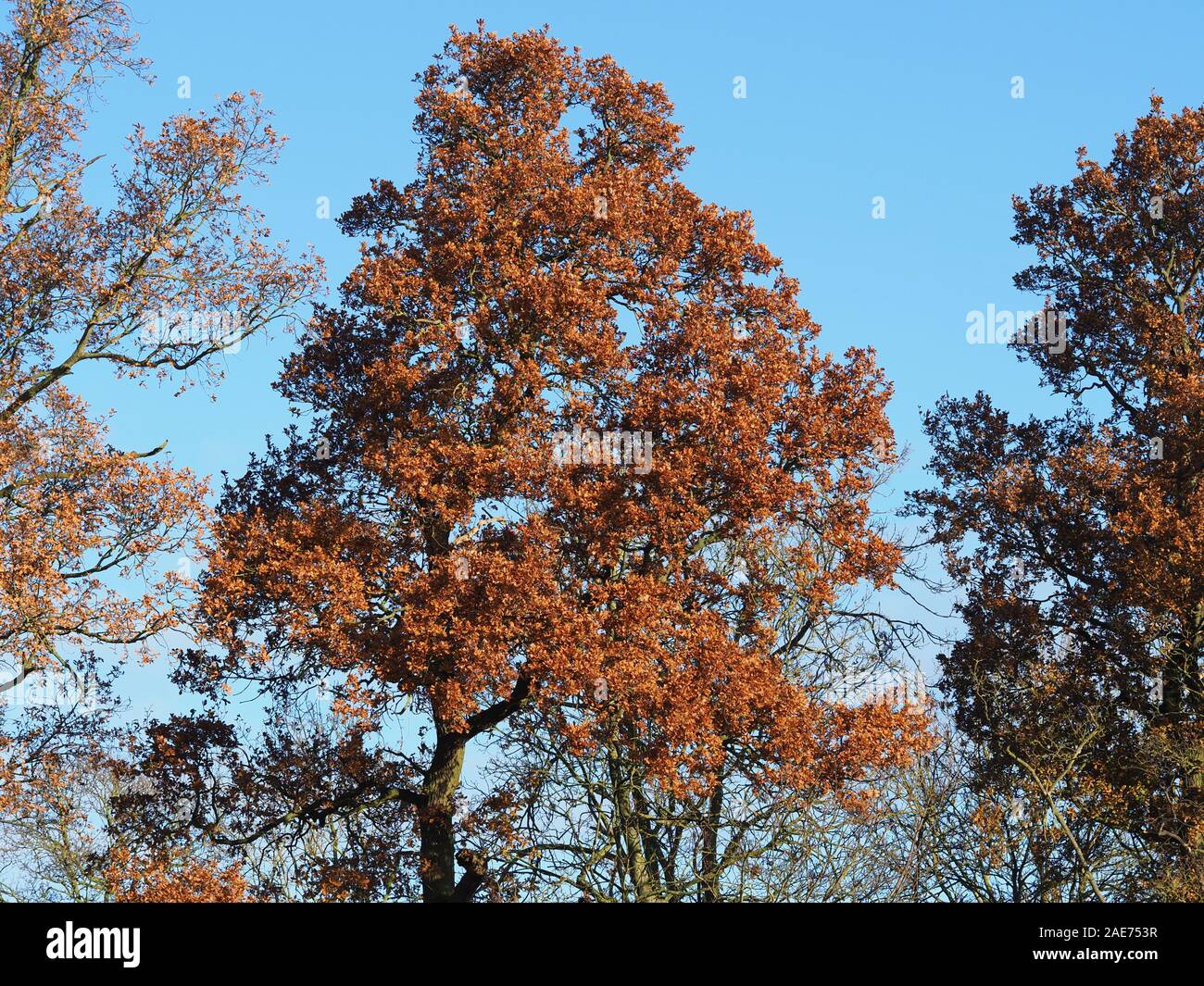 Brown fall foliage hi-res stock photography and images - Alamy