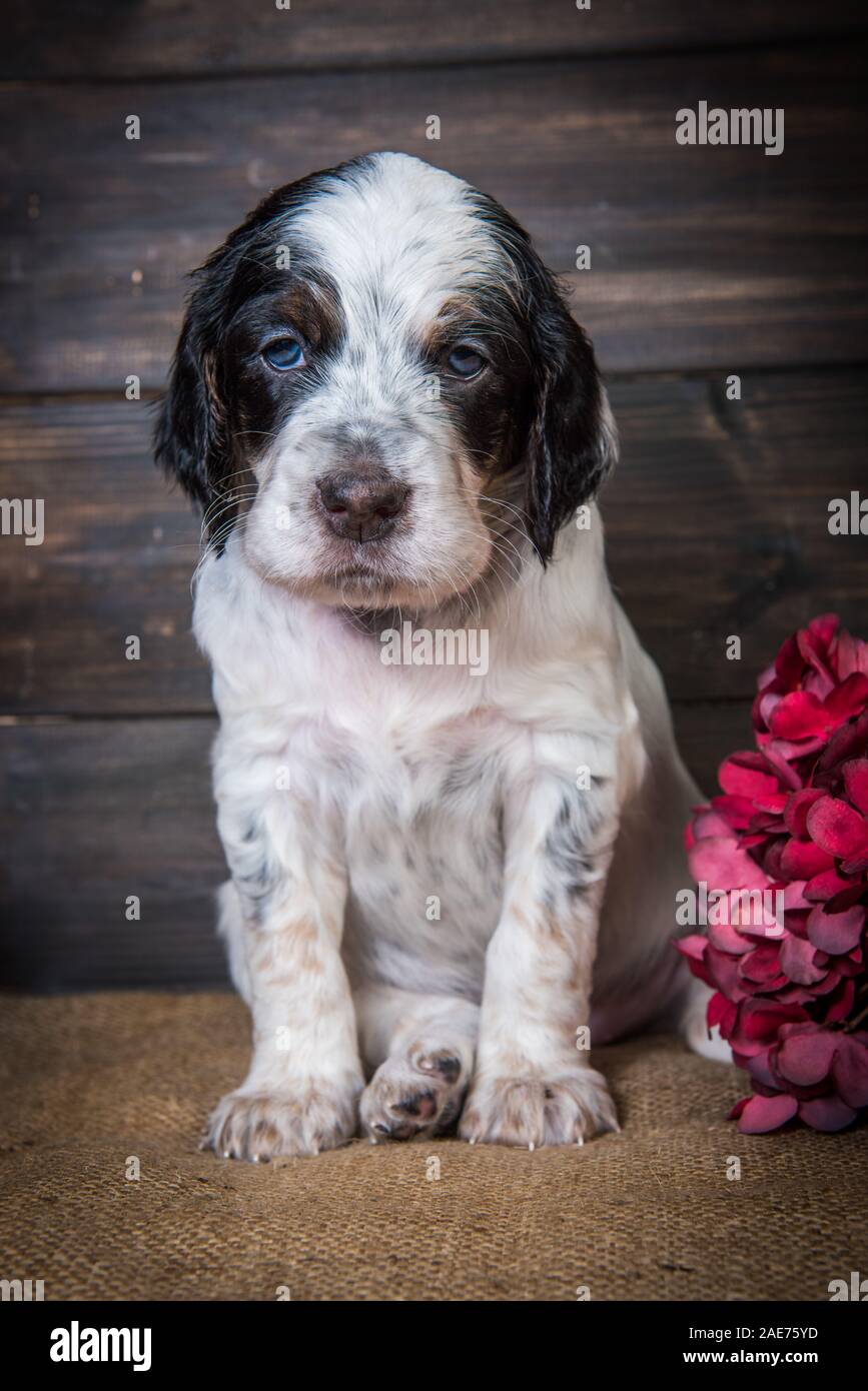 Cute English Setter puppy dog studio portrait Stock Photo - Alamy