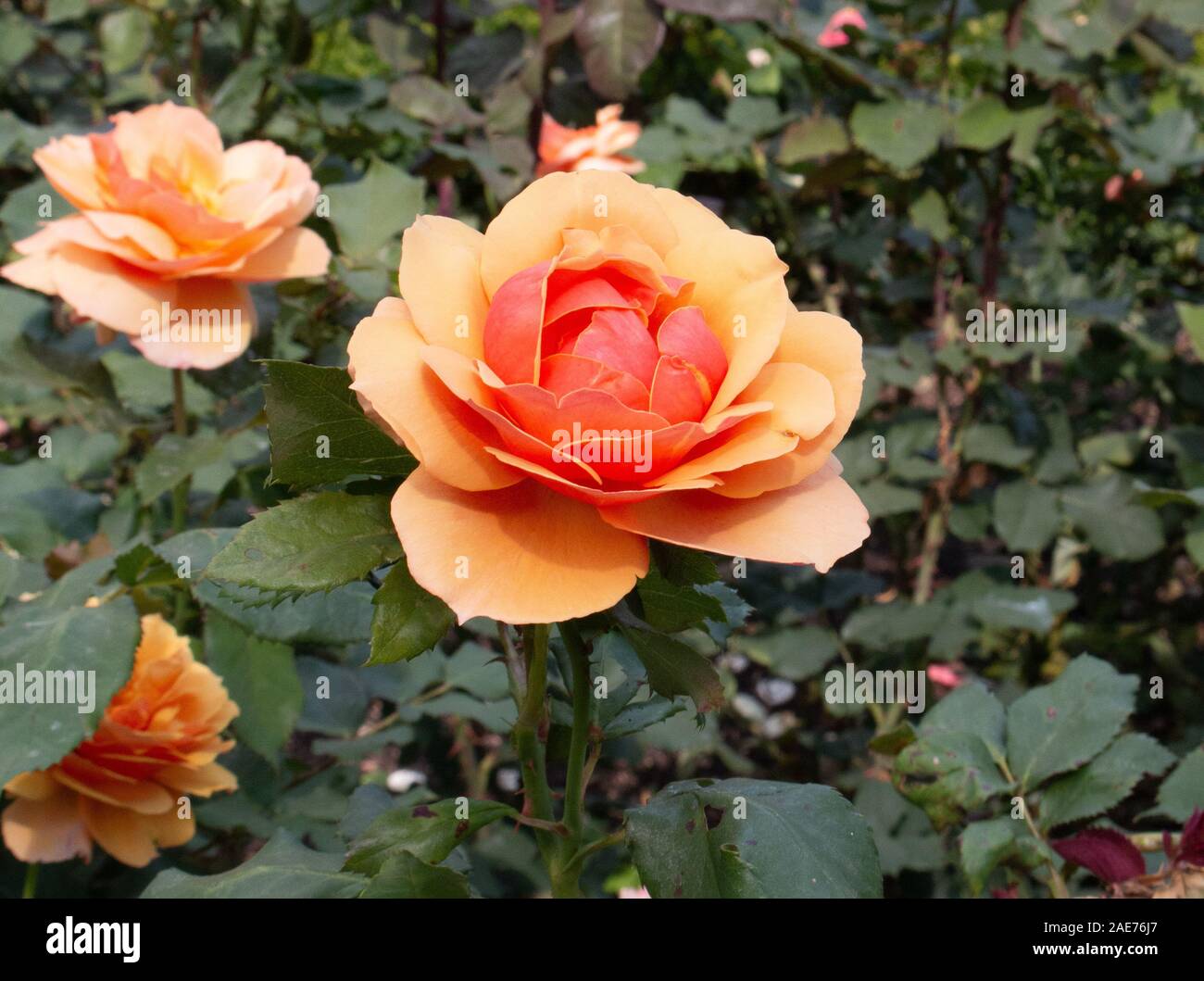 Butchart Gardens Rose High Resolution Stock Photography and Images - Alamy