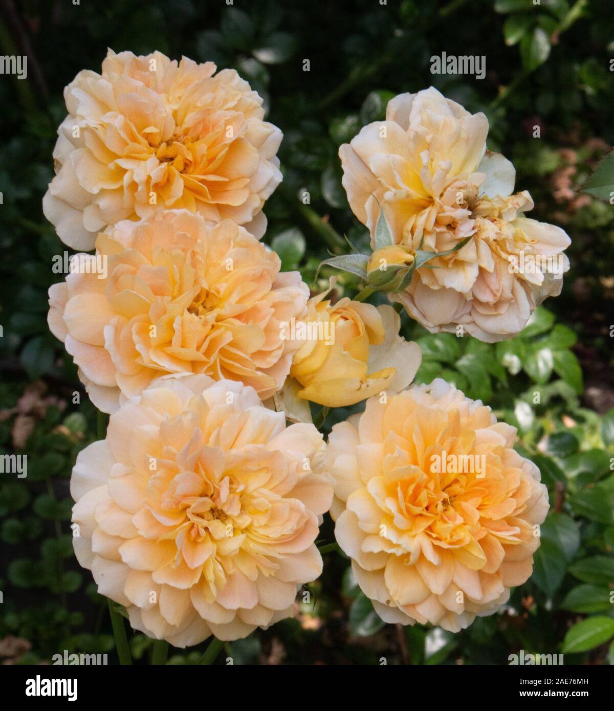 Roses Butchart Gardens Victoria Vancouver Island Canada Stock Photo - Alamy