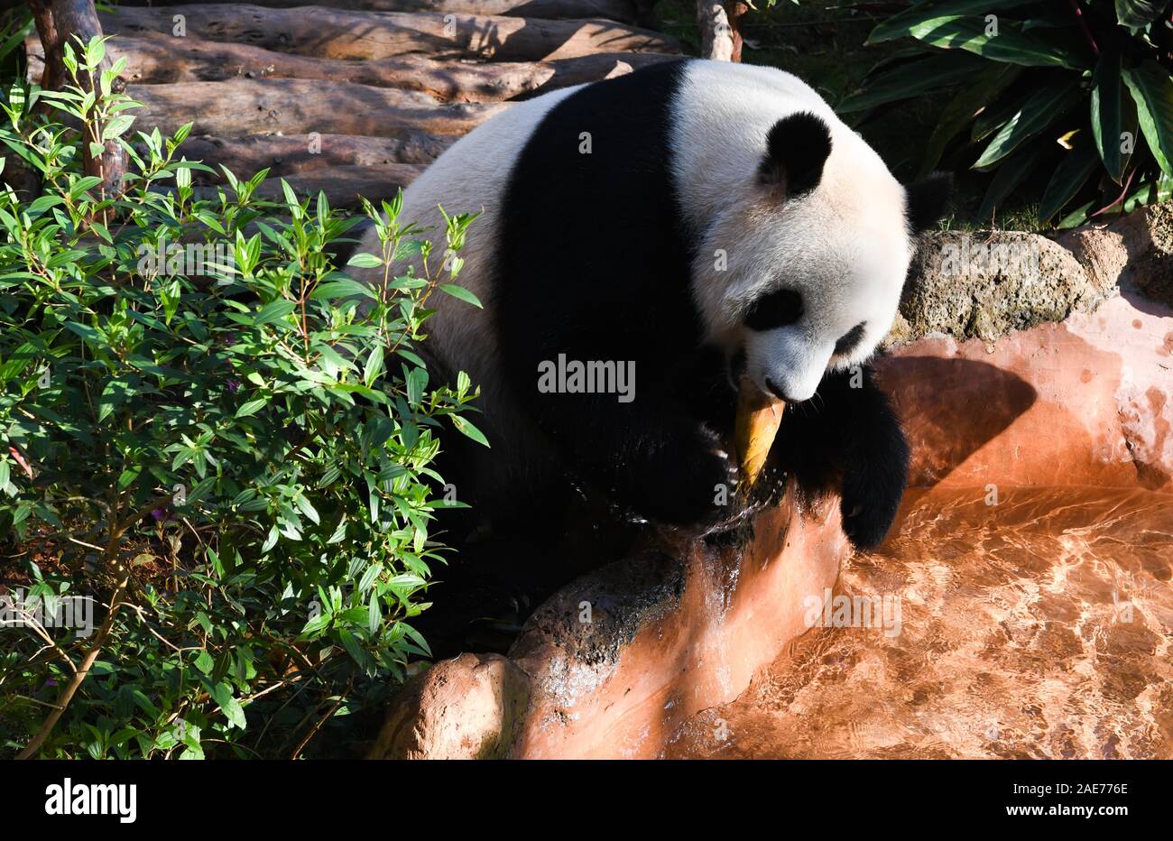 Haikou, China's Hainan Province. 7th Dec, 2019. Giant panda "Gong Gong ...