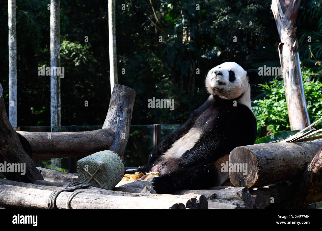 Haikou, China's Hainan Province. 7th Dec, 2019. Giant panda "Shun Shun ...