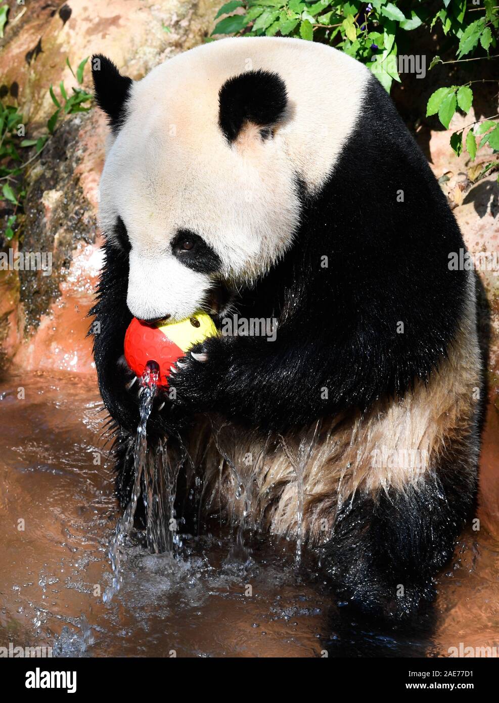 Pool enclosures hi-res stock photography and images - Alamy
