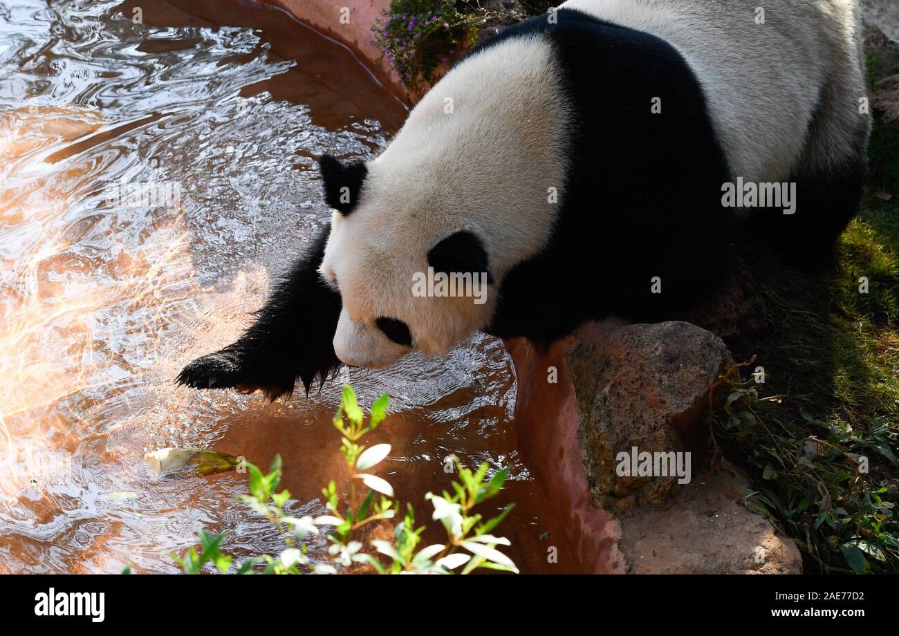 Haikou, China's Hainan Province. 7th Dec, 2019. Giant panda "Gong Gong ...