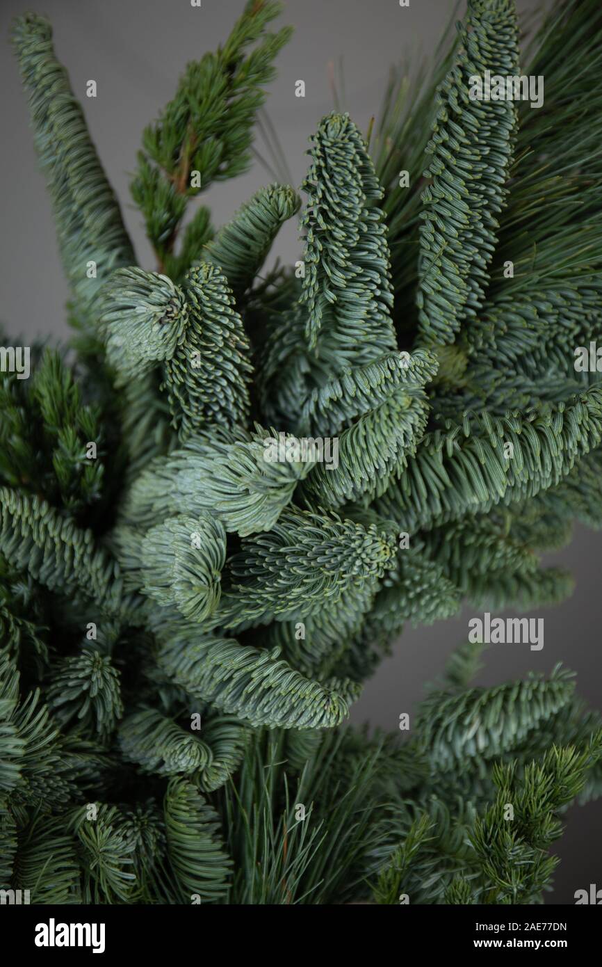 Beautiful composition christmas tree branches hi-res stock photography ...