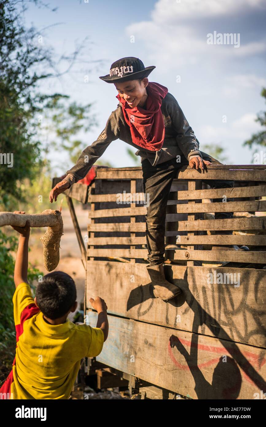 young boys load wood into a truck, 4000 islands, Laos, Asia Stock Photo ...