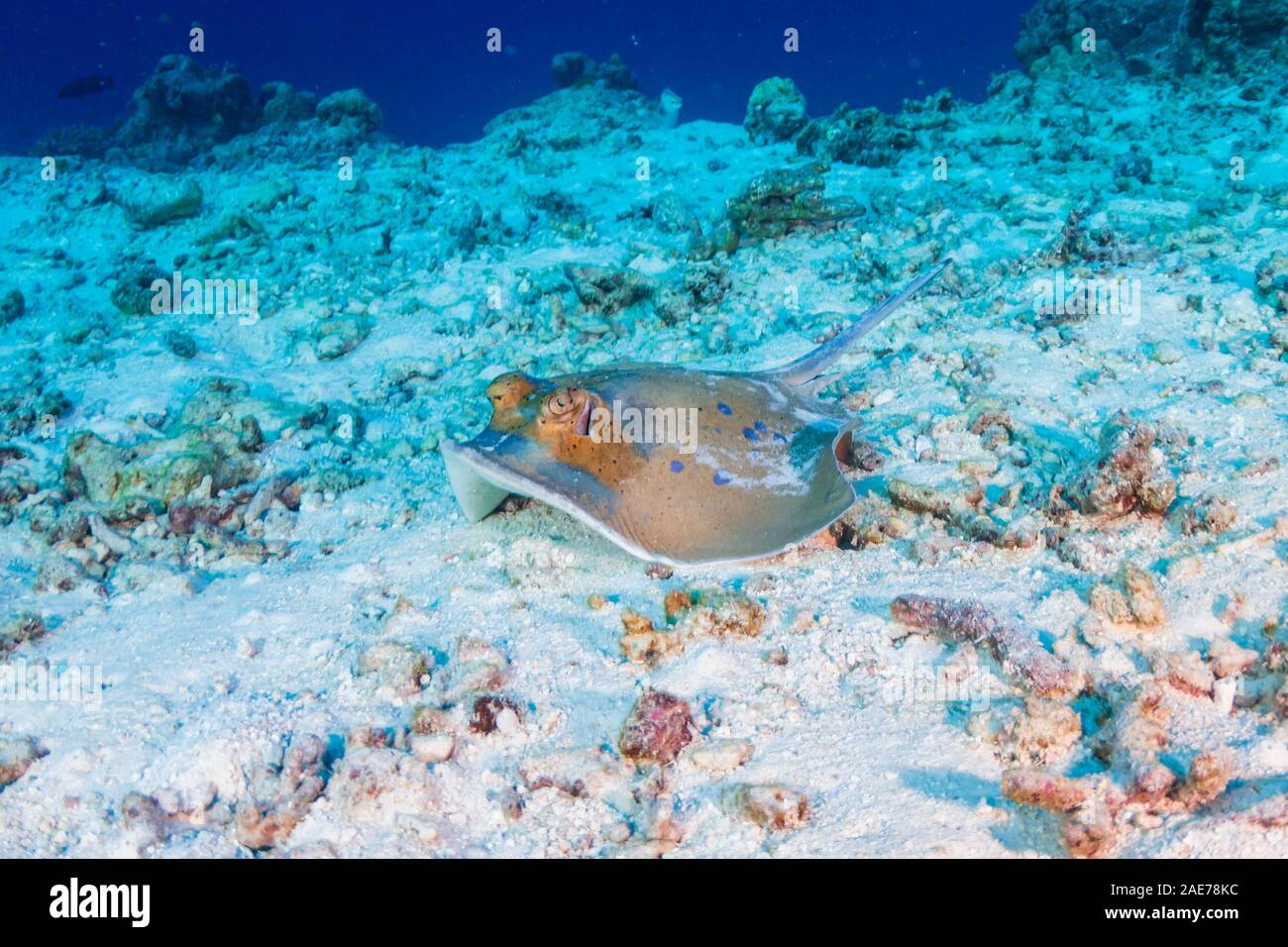 Kuhls ray hi-res stock photography and images - Alamy