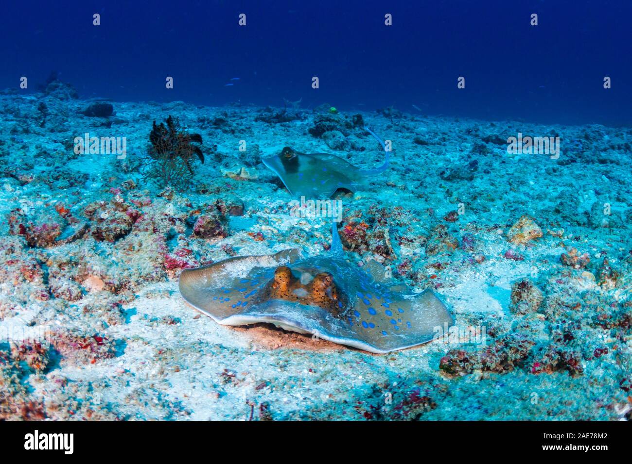 Kuhls ray hi-res stock photography and images - Alamy