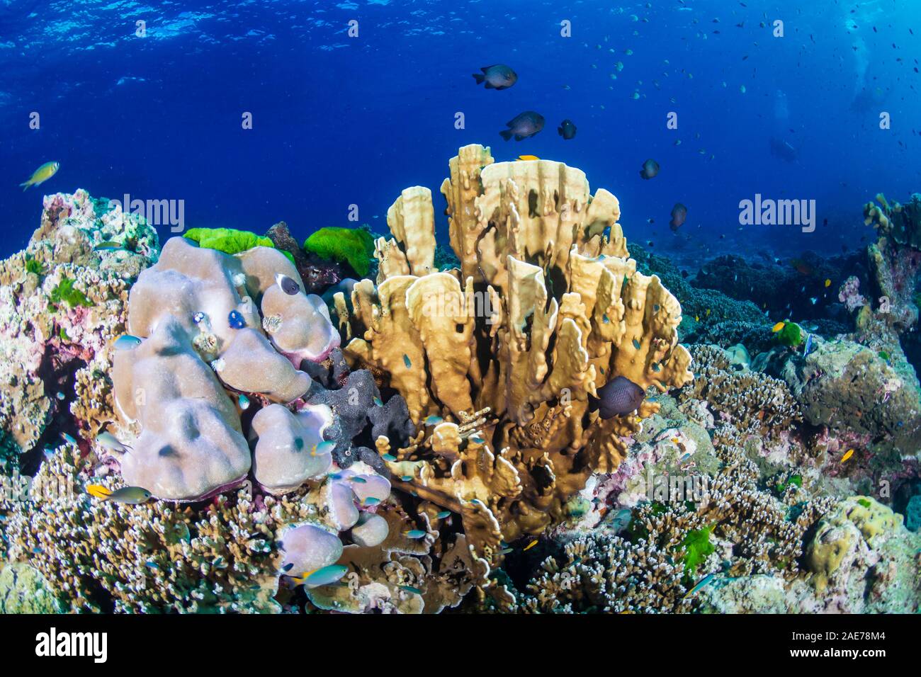 Colorful hard corals on a healthy coral reef Stock Photo - Alamy