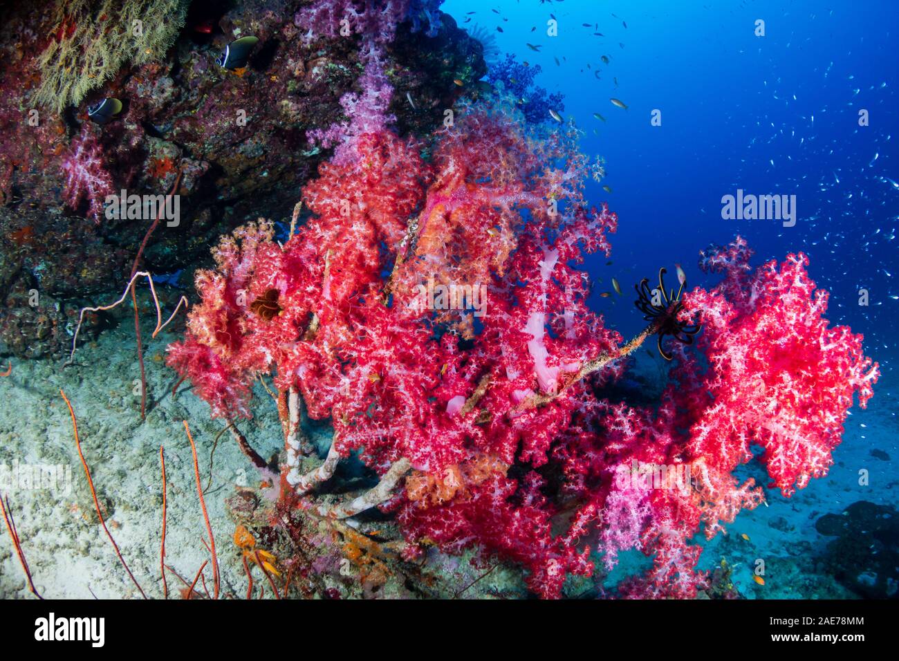 Colorful underwater fish soft coral hi-res stock photography and images ...
