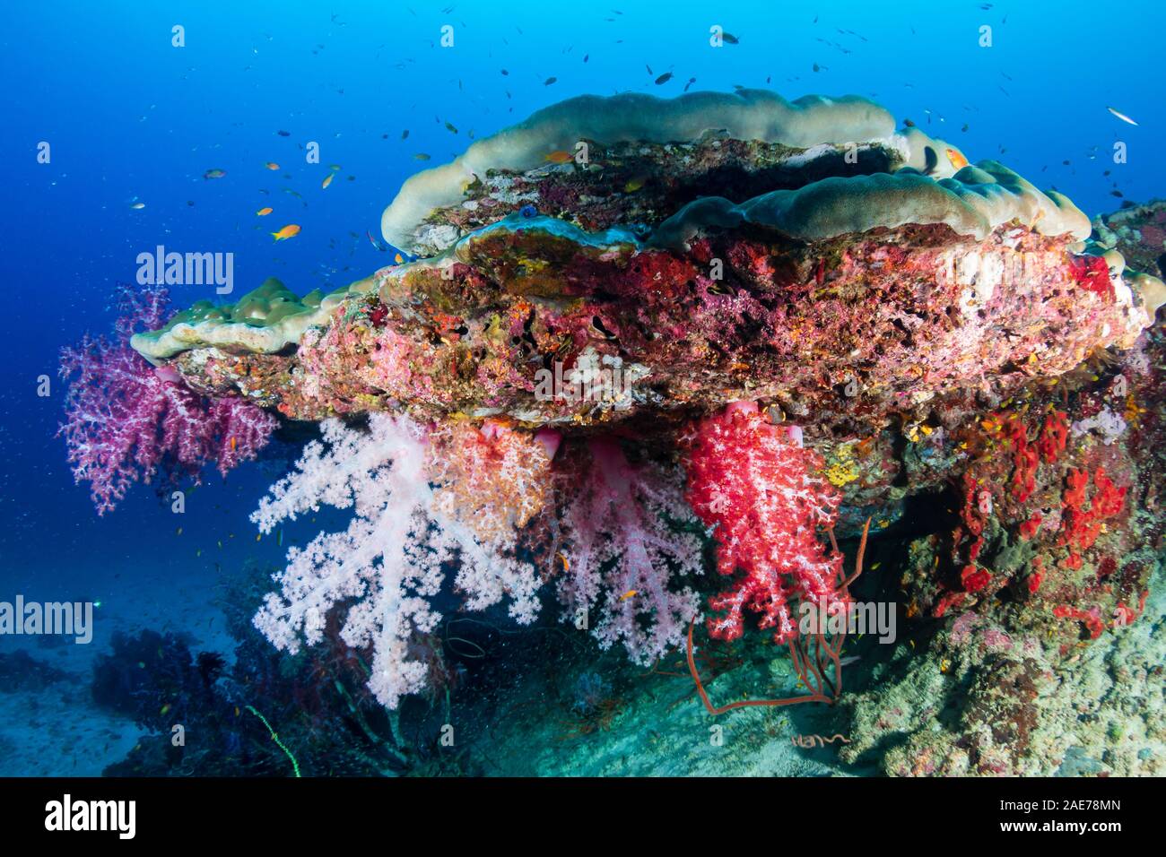 Reef underwater soft corals fish hi-res stock photography and images ...